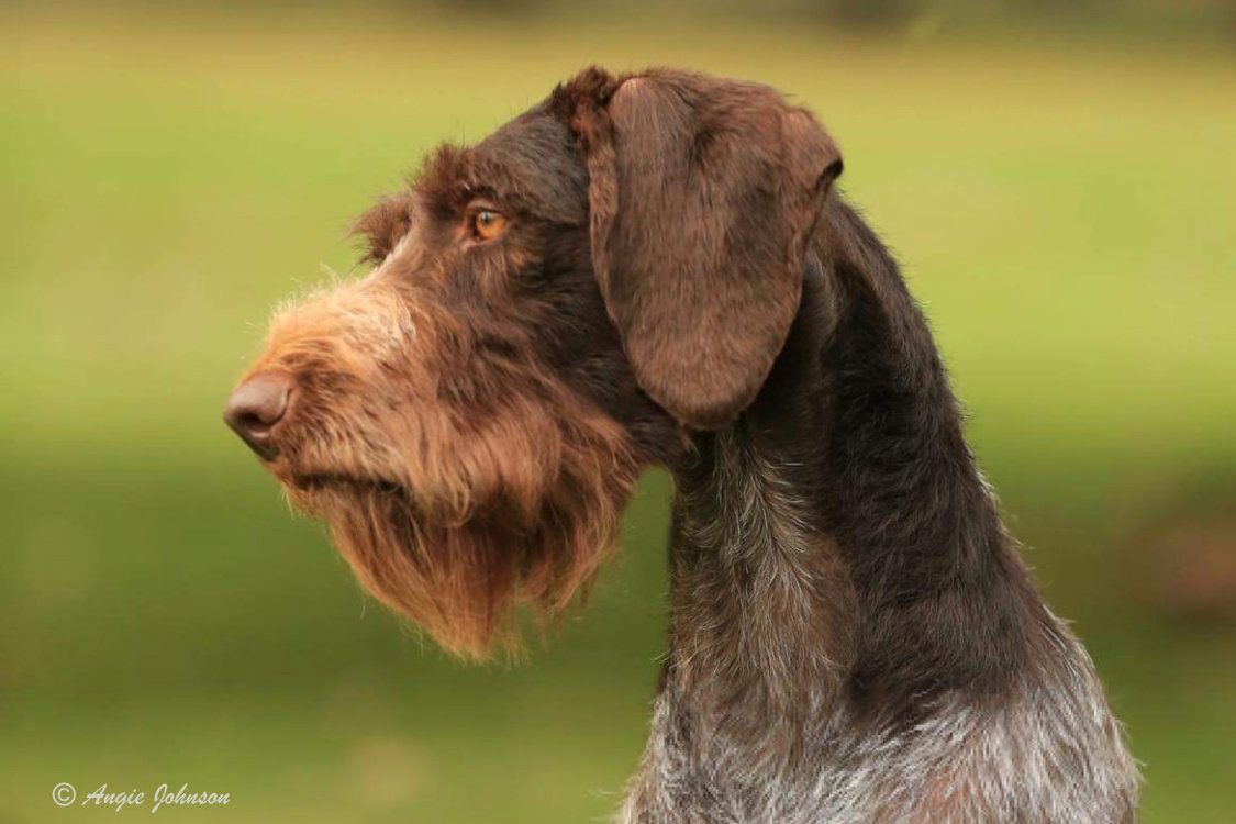 German Wirehaired Pointer - The Breed Archive